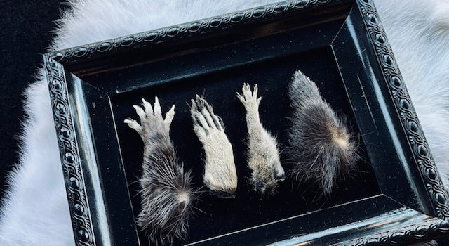 Mummified Critter Feet Frame D224 – Morbid Mementos Oddities and Occult