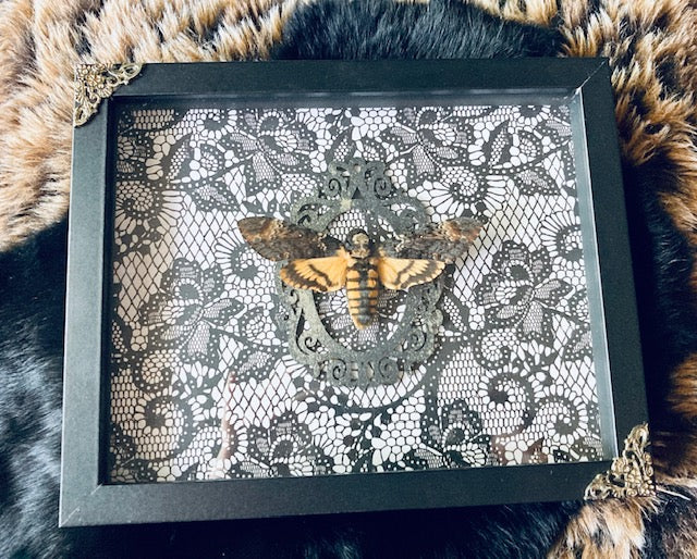 Morbid Mementos Oddities and Occult