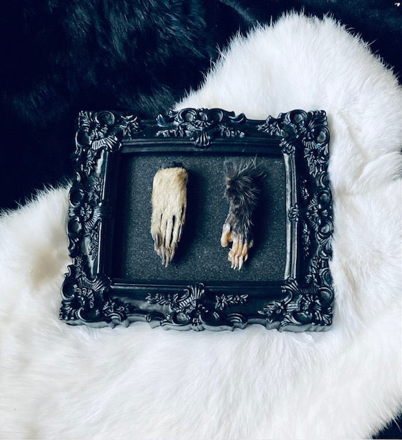 Decor – Morbid Mementos Oddities and Occult